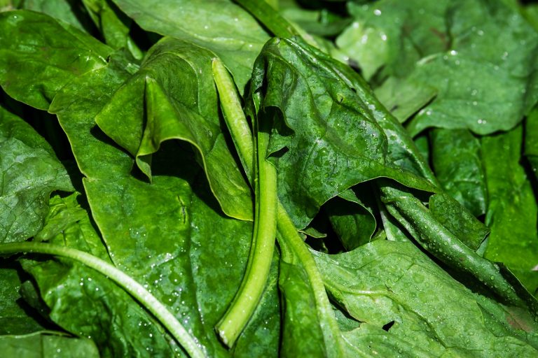 Health Benefits of Spinach | Improves the Immune System