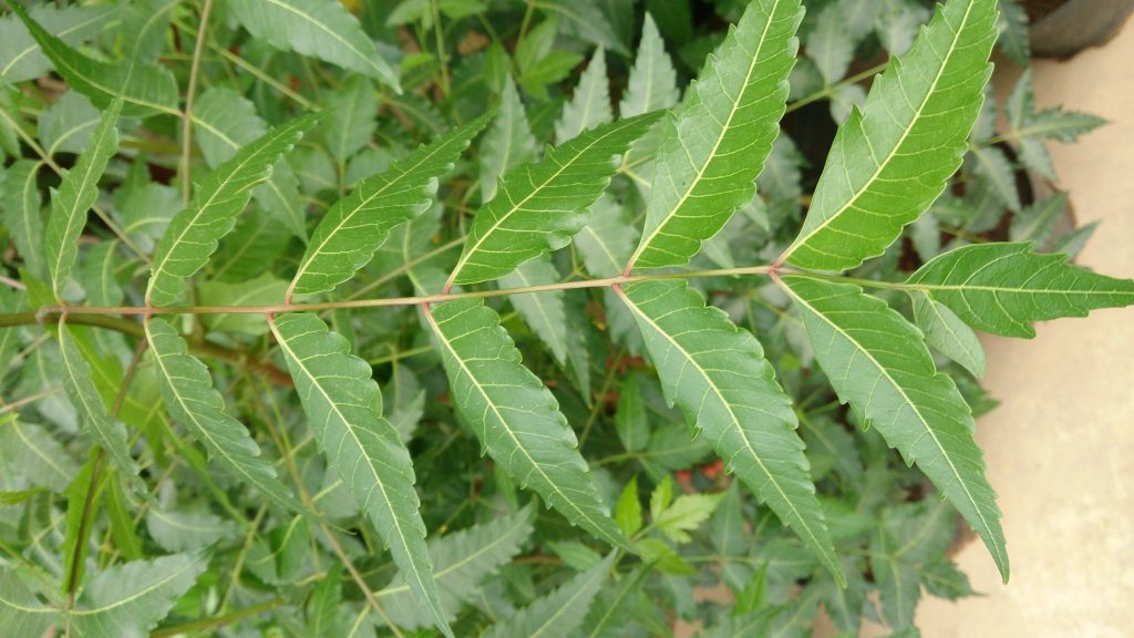 Neem Benefits | Extra Wellness | Applications and Internal Uses of the Neem