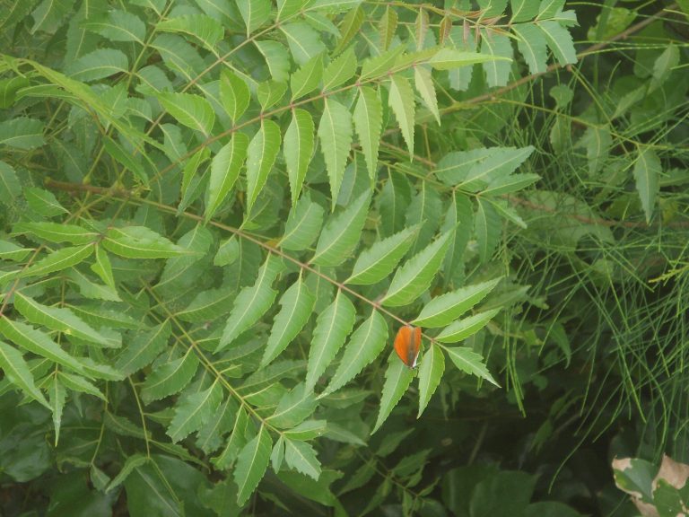 Neem Benefits | Extra Wellness | Applications and Internal Uses of the Neem